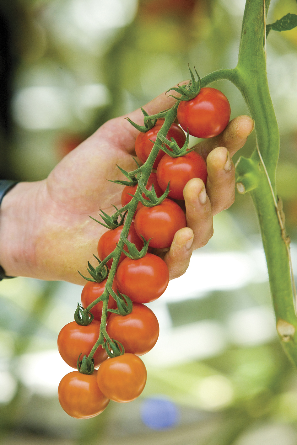 Thanet Earth: This is What the Largest Greenhouse on Earth Looks Like