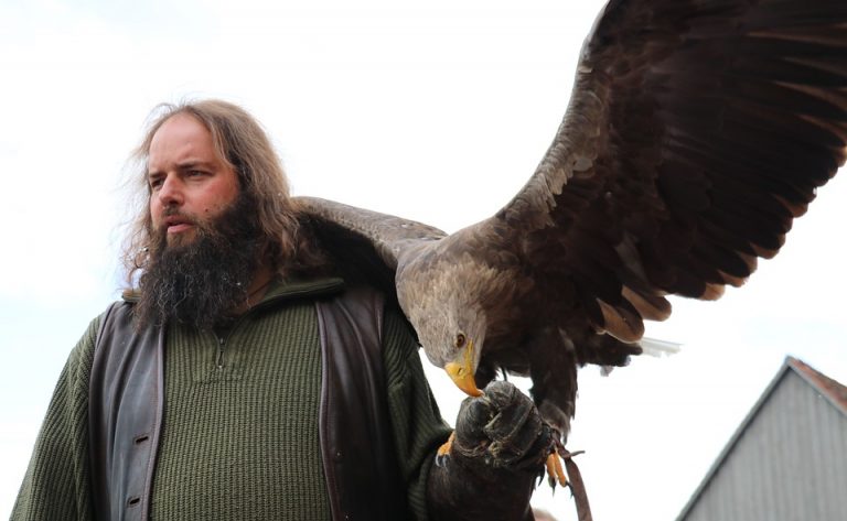 Falconry in Ireland: The Fascinating and Rather Fancy History