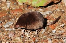 The Native Irish Pygmy Shrew Could Soon Be No More