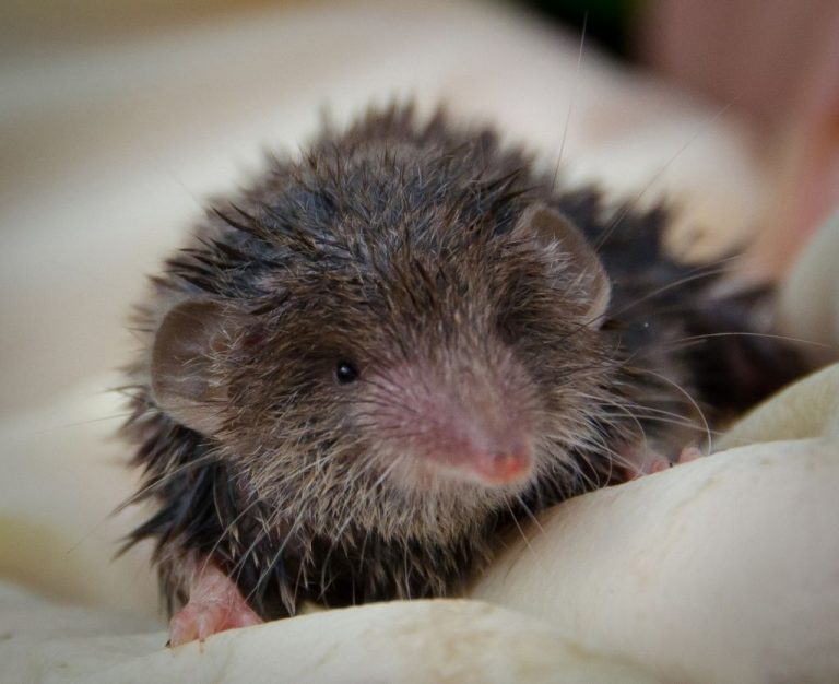 The Native Irish Pygmy Shrew Could Soon Be No More