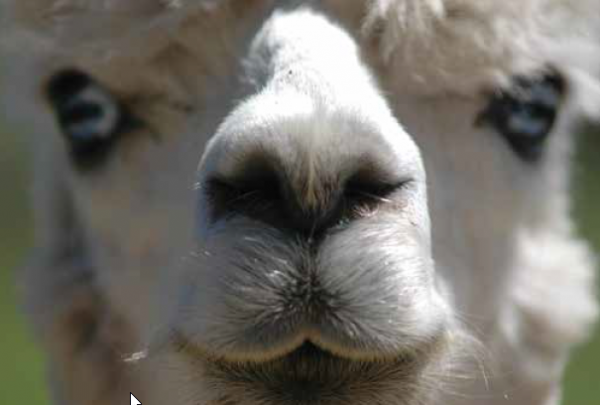 Alpacas Are Now All The Rage on Irish Farms