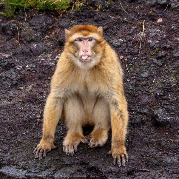 Wolves & Bears Once Roamed Ireland. Now They're Back.