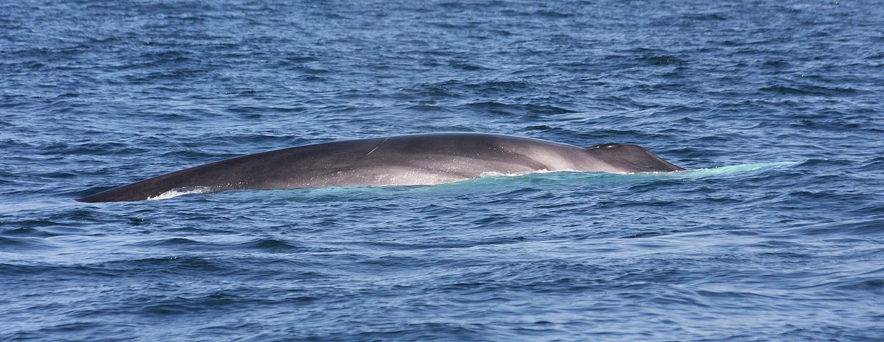 Dolphins and Whales That Swim in the Seas Around Ireland