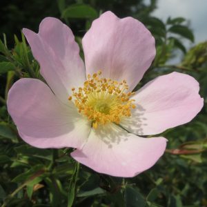 Native Irish Flora: Discover Beautiful Wildflowers and Plants
