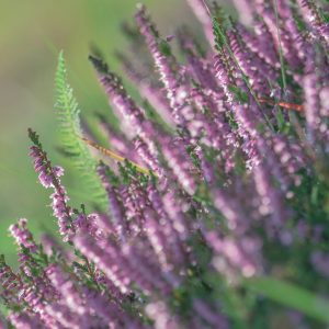 Native Irish Flora: Discover Beautiful Wildflowers and Plants