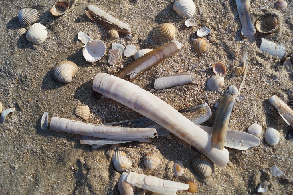 Razor Clams: Bring Back This Delicious Irish Seafood Snack!