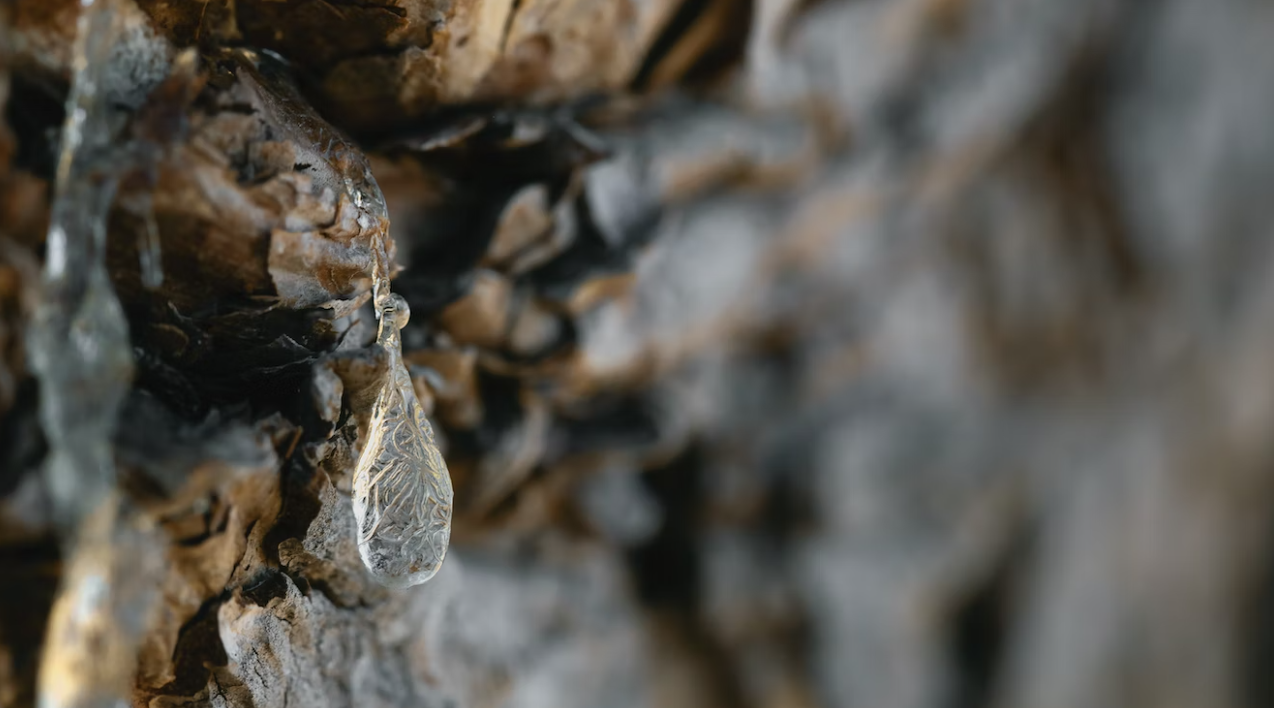 Tree Sap: Was it The Key To Our Evolution in Ireland?